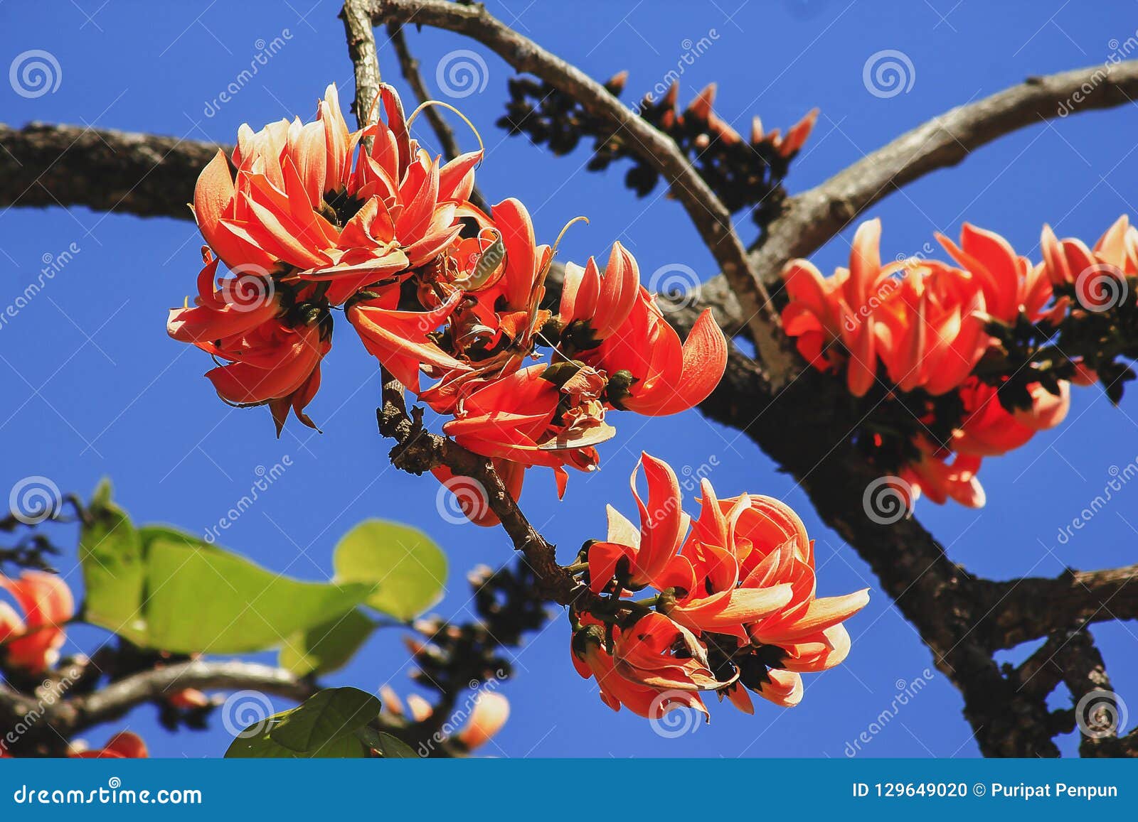 Butea Monosperma is a Medium-sized Tree. Stock Photo - Image of butea ...