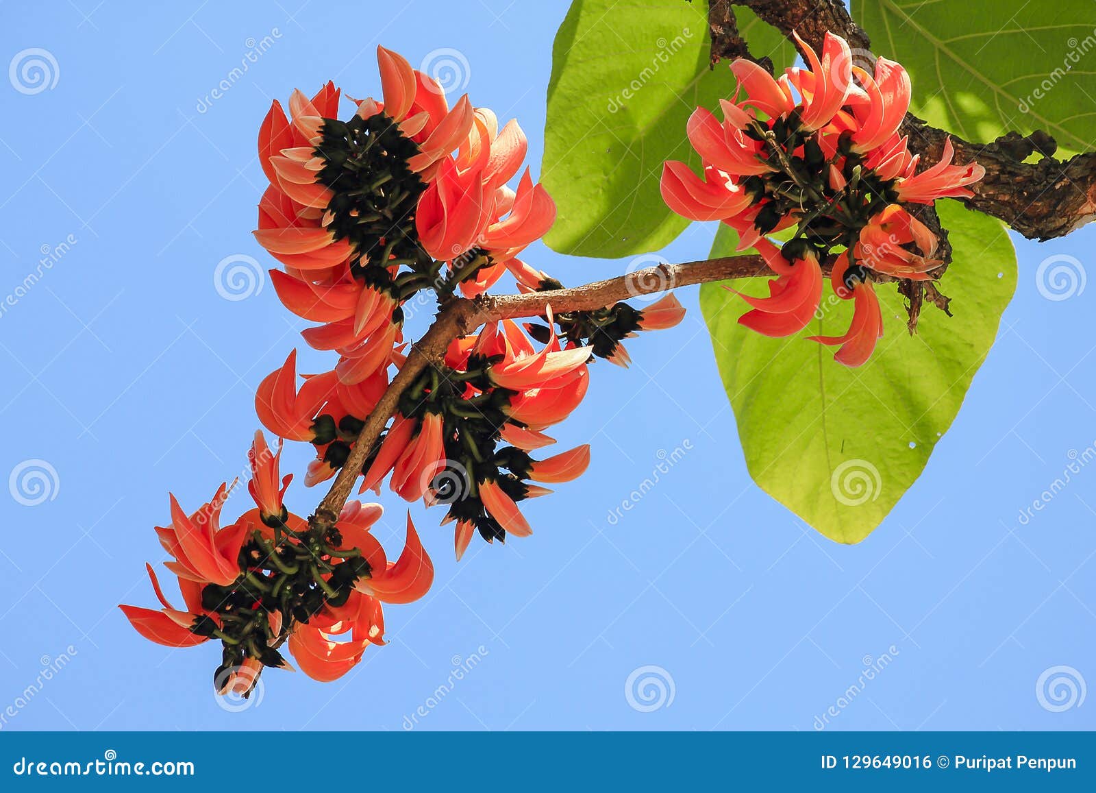 Butea Monosperma is a Medium-sized Tree. Stock Photo - Image of bloom ...