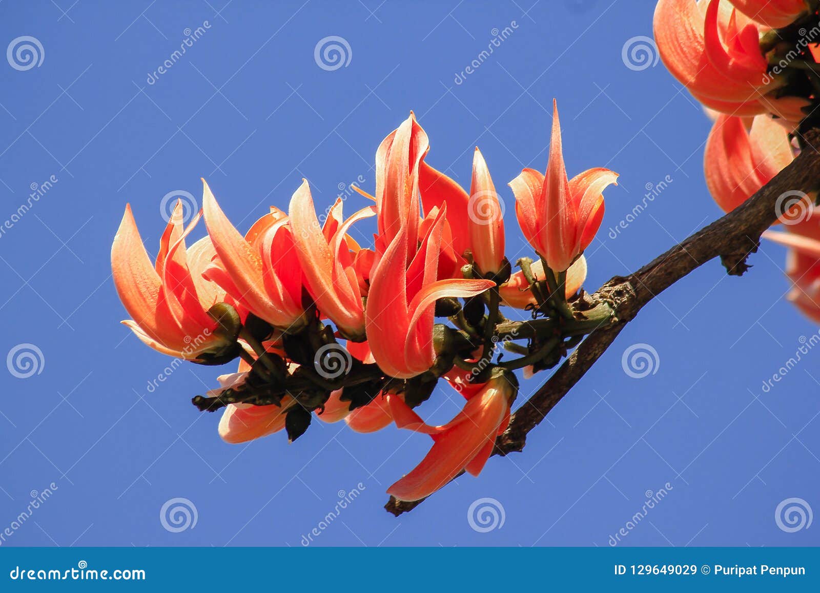 Butea Monosperma is a Medium-sized Tree. Stock Image - Image of flower ...