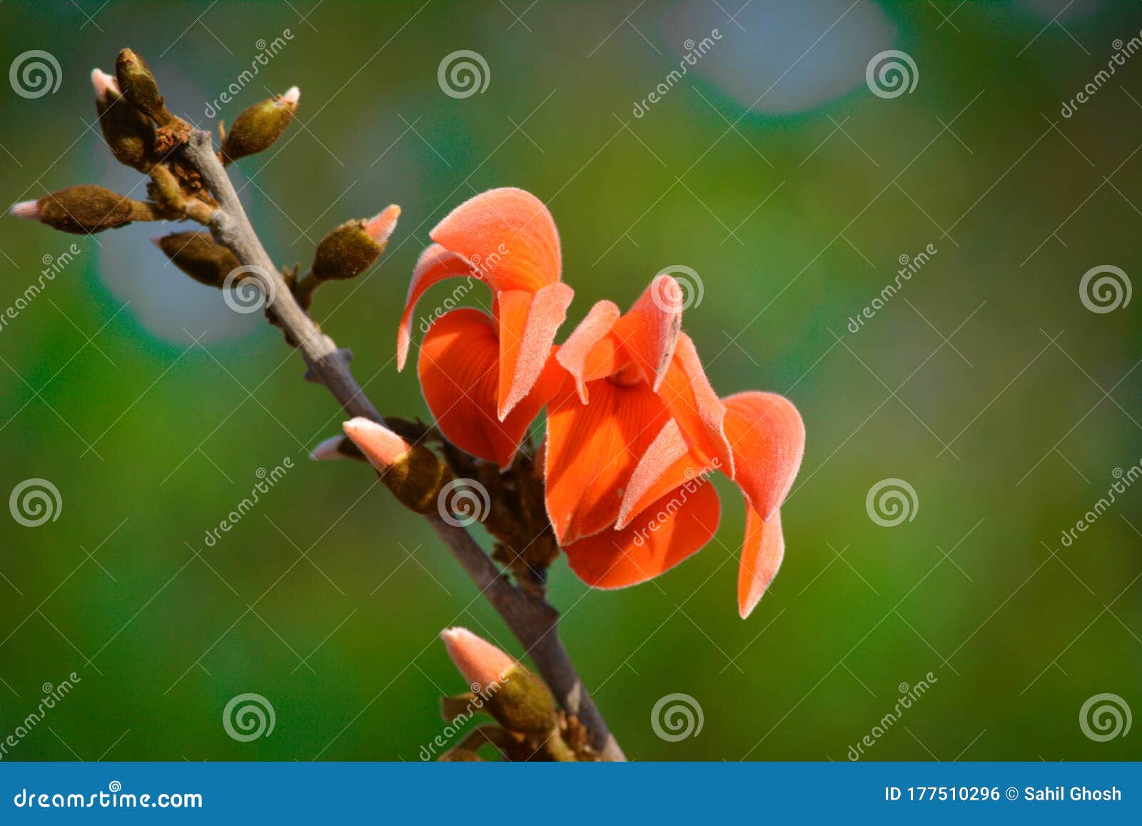 Butea Monosperma or Palash Flower. Stock Photo - Image of nature, color ...