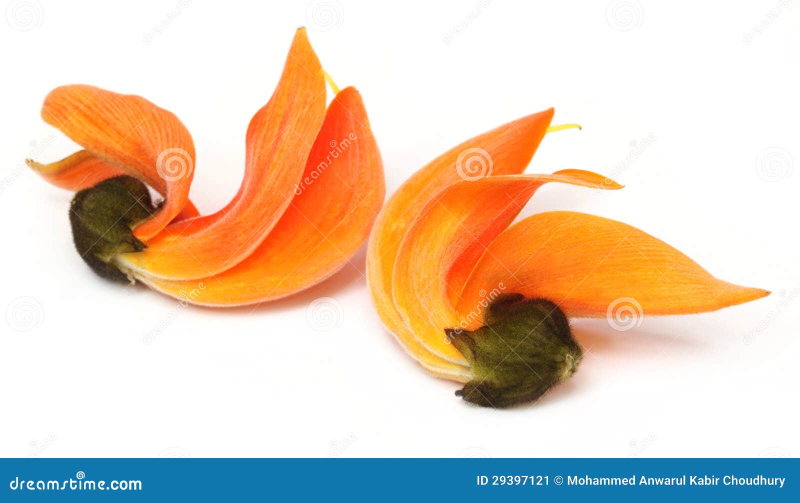 Butea Monosperma or Palash Flower Stock Image - Image of flamelike ...
