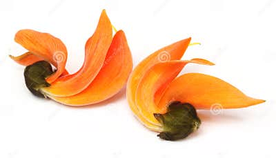 Butea Monosperma or Palash Flower Stock Image - Image of flamelike ...