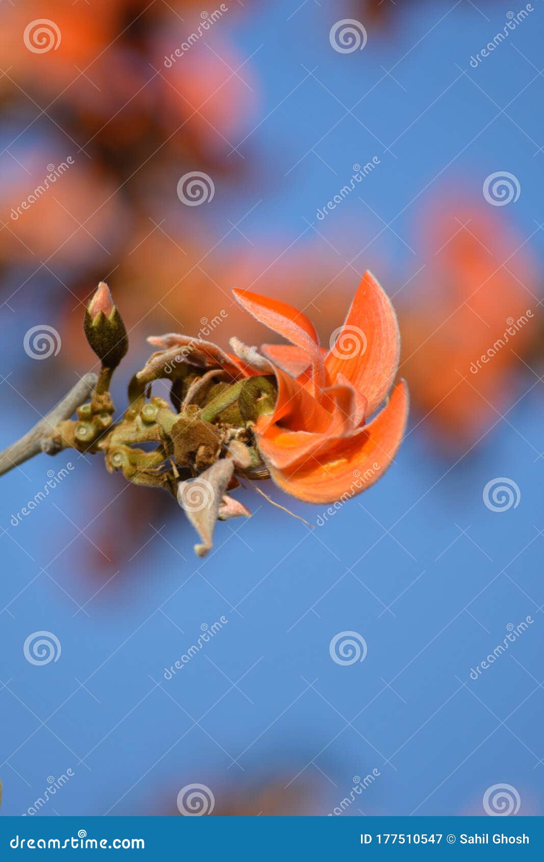 Butea monosperma Flower. stock image. Image of bright - 177510547