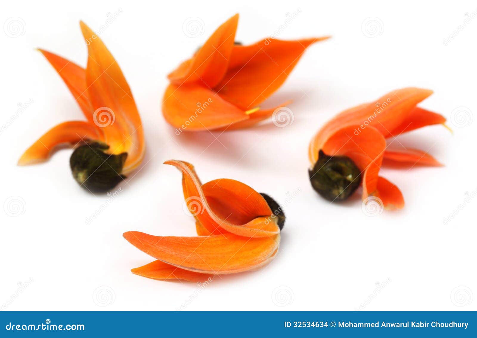 Butea Monosperma or Palash Flower Stock Photo - Image of indian, bright ...