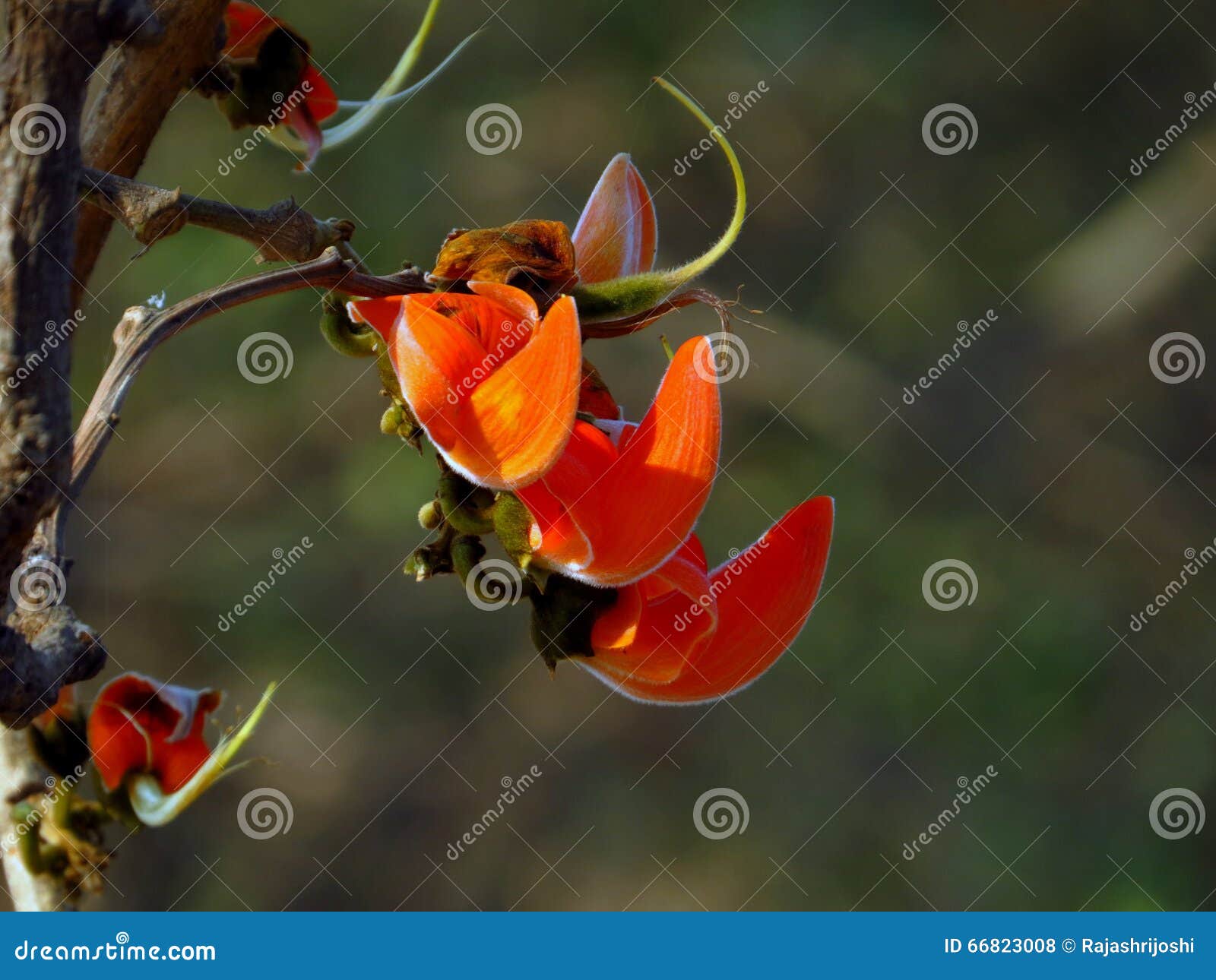 Palash Leaves Stock Photos - Free & Royalty-Free Stock Photos from ...