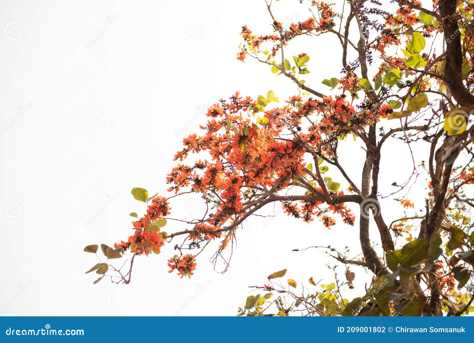 Butea Monosperma Trees in Nature Stock Photo - Image of food, fruit ...