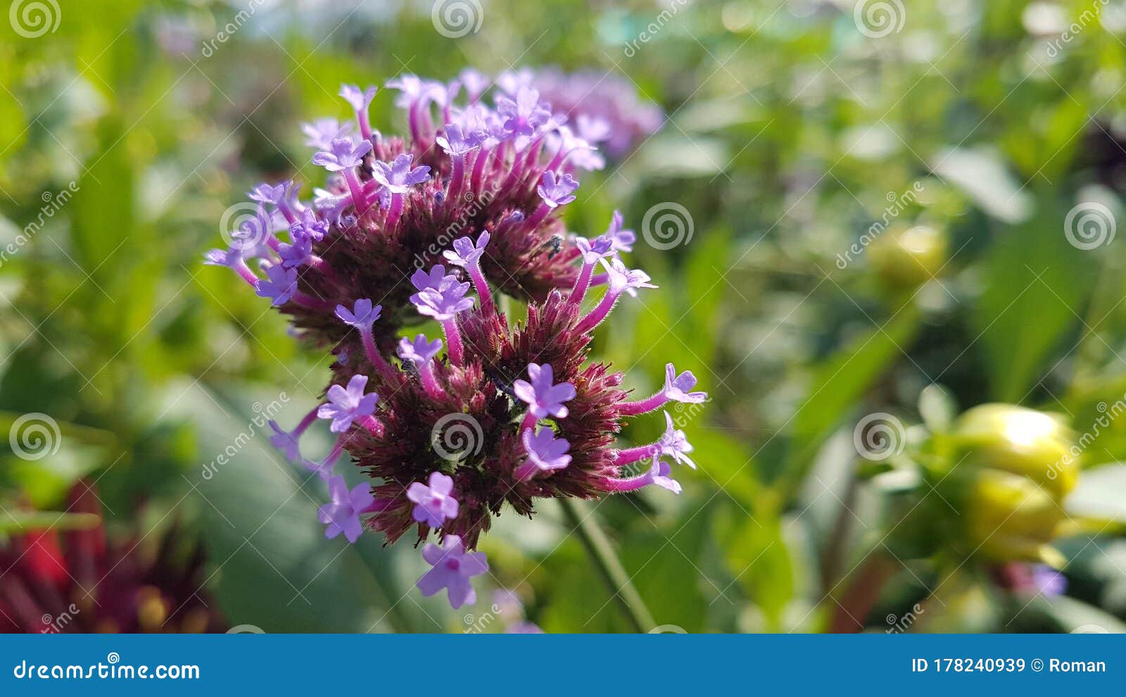 Buteful flowers in the stock image. Image of herb, shrub - 178240939