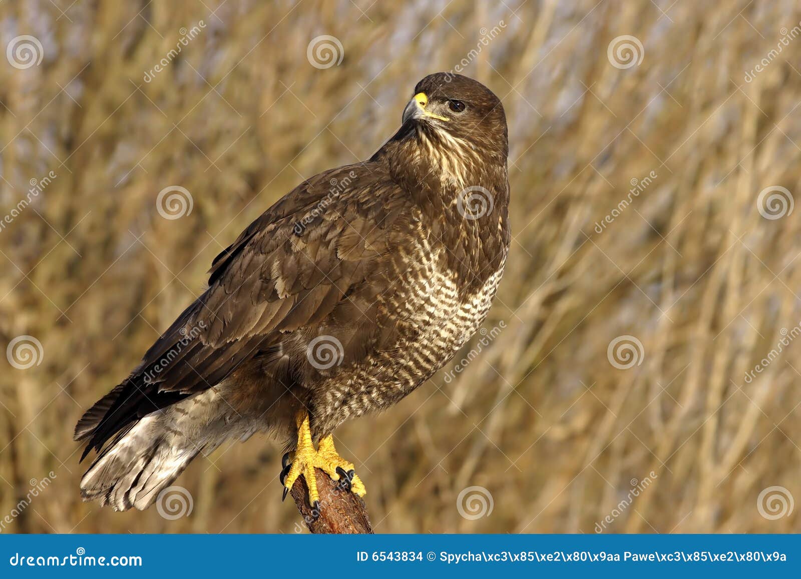 Buteo buteo stock photo. Image of buzzard, camera, safari - 6543834