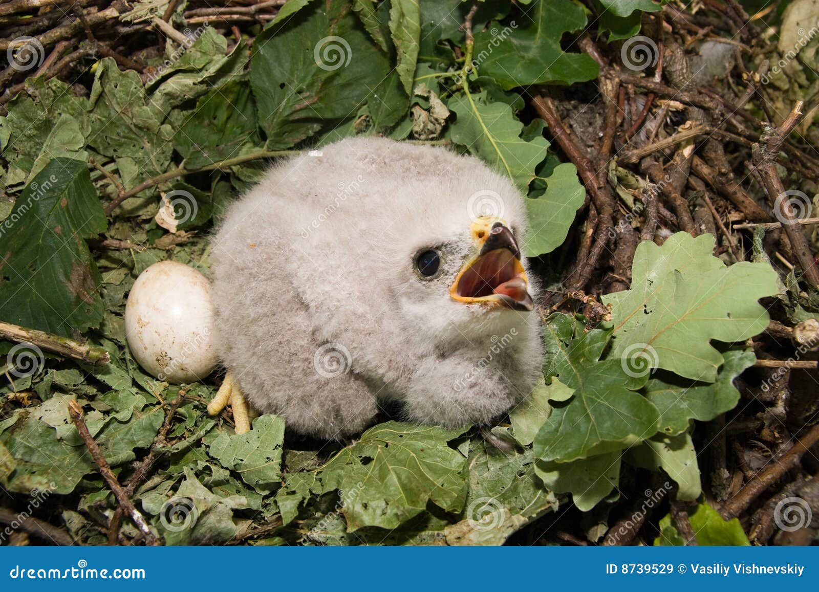 Buteo Buteo, Common Buzzard Stock Image - Image of outdoors, baby: 8739529