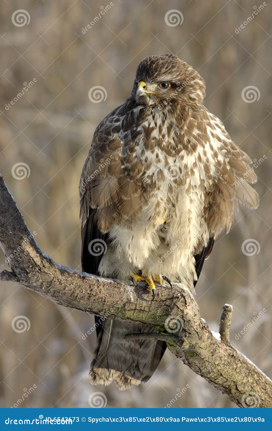 Buteo del Buteo imagen de archivo. Imagen de caza, fauna - 6543673