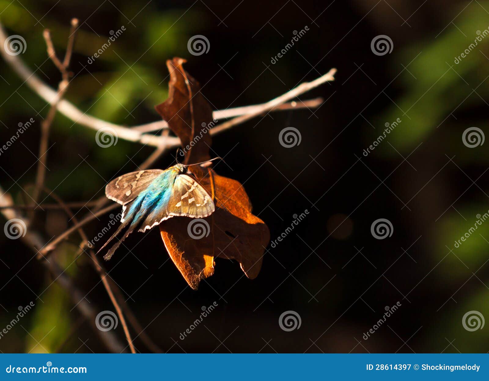 Buterfly stock image. Image of plants, legs, monarch - 28614397