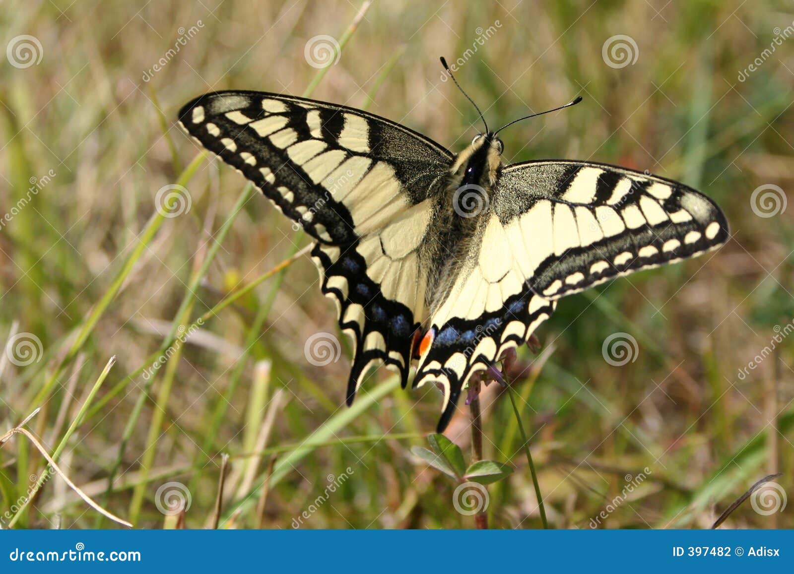 Buterfly stock photo. Image of color, blossom, macro, meadow - 397482
