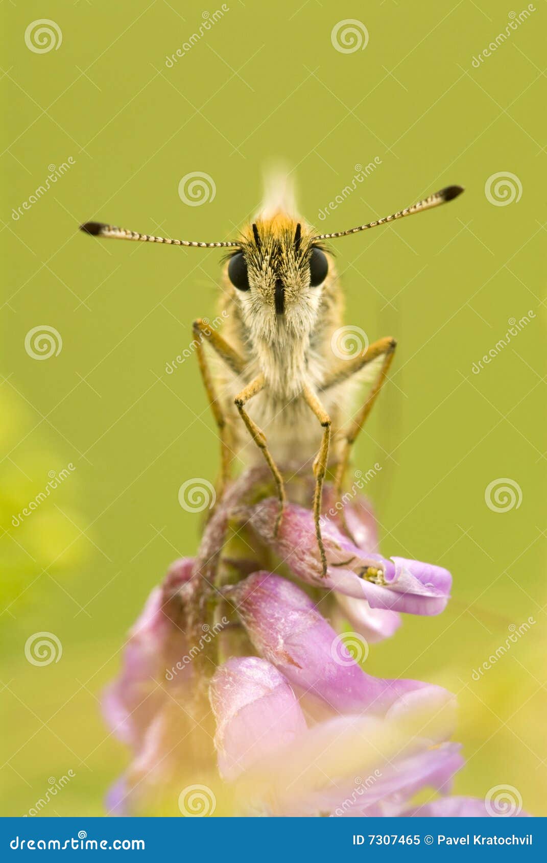 Buterfly stock image. Image of digitalis, animal, summer - 7307465