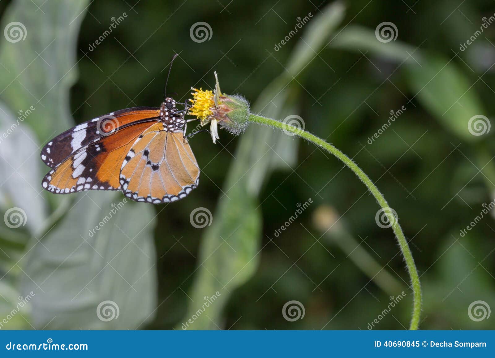 Buterfly stock image. Image of colorful, light, summer - 40690845