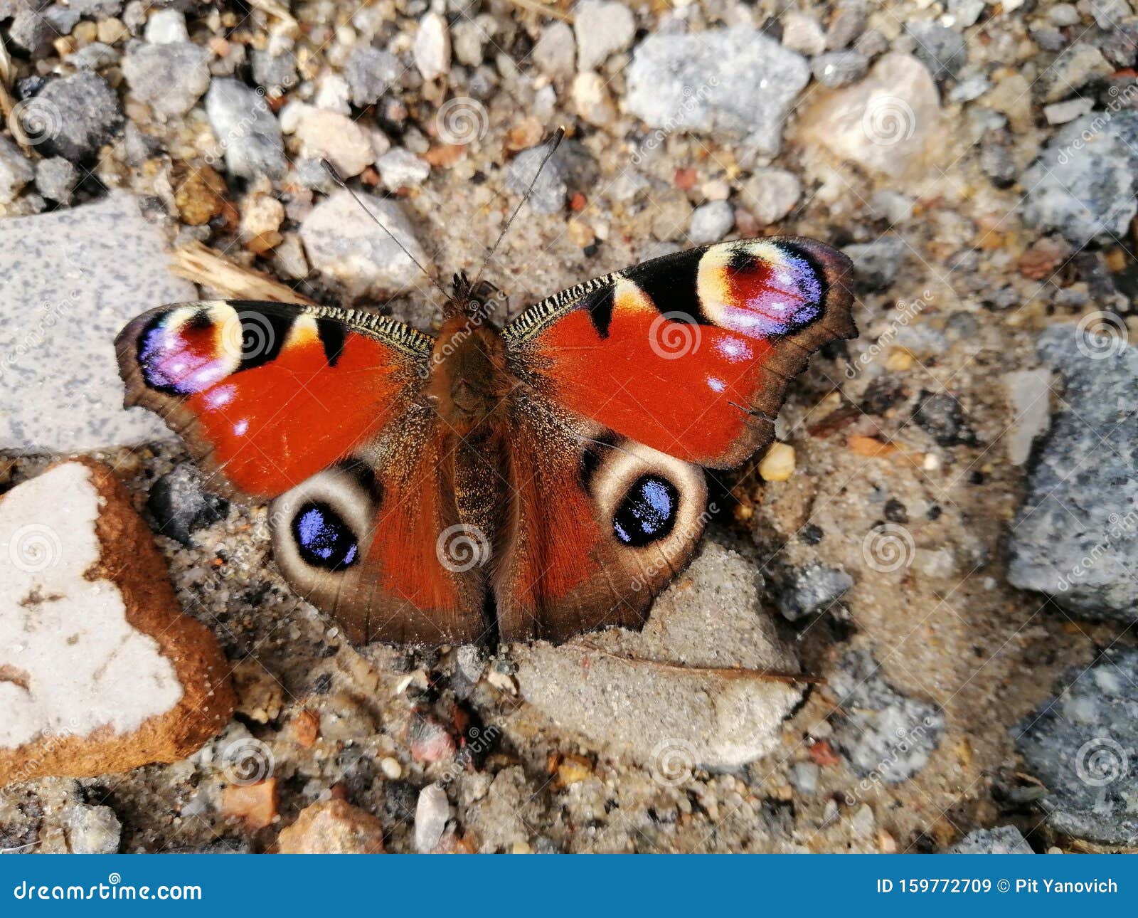 Buterfly stock image. Image of nature, insect, beautiful - 159772709