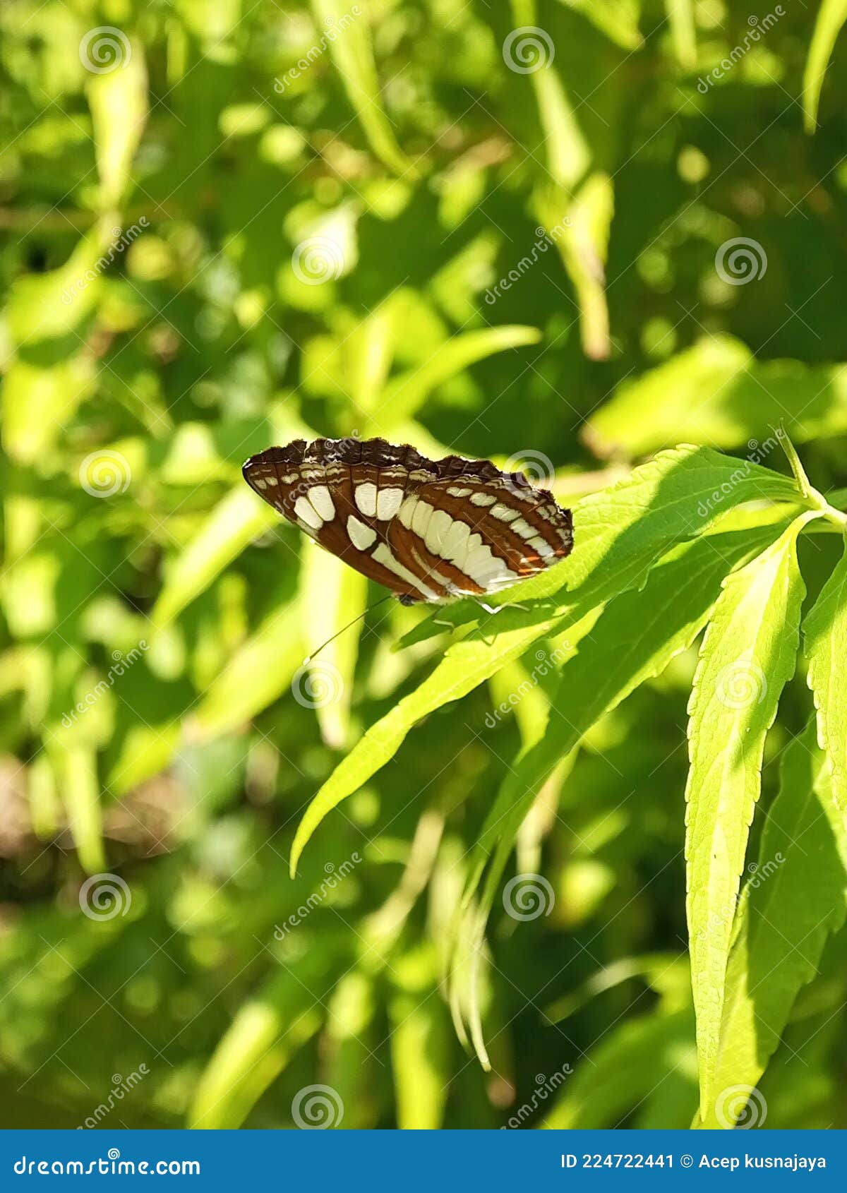 Buterfly beautiful nature stock image. Image of nature - 224722441