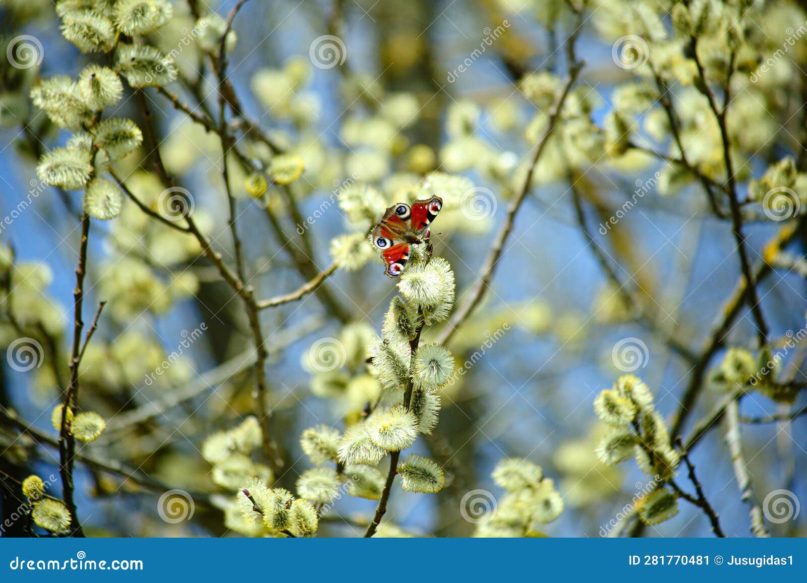 Buterfly stock image. Image of spring, buterfly, tree - 281770481