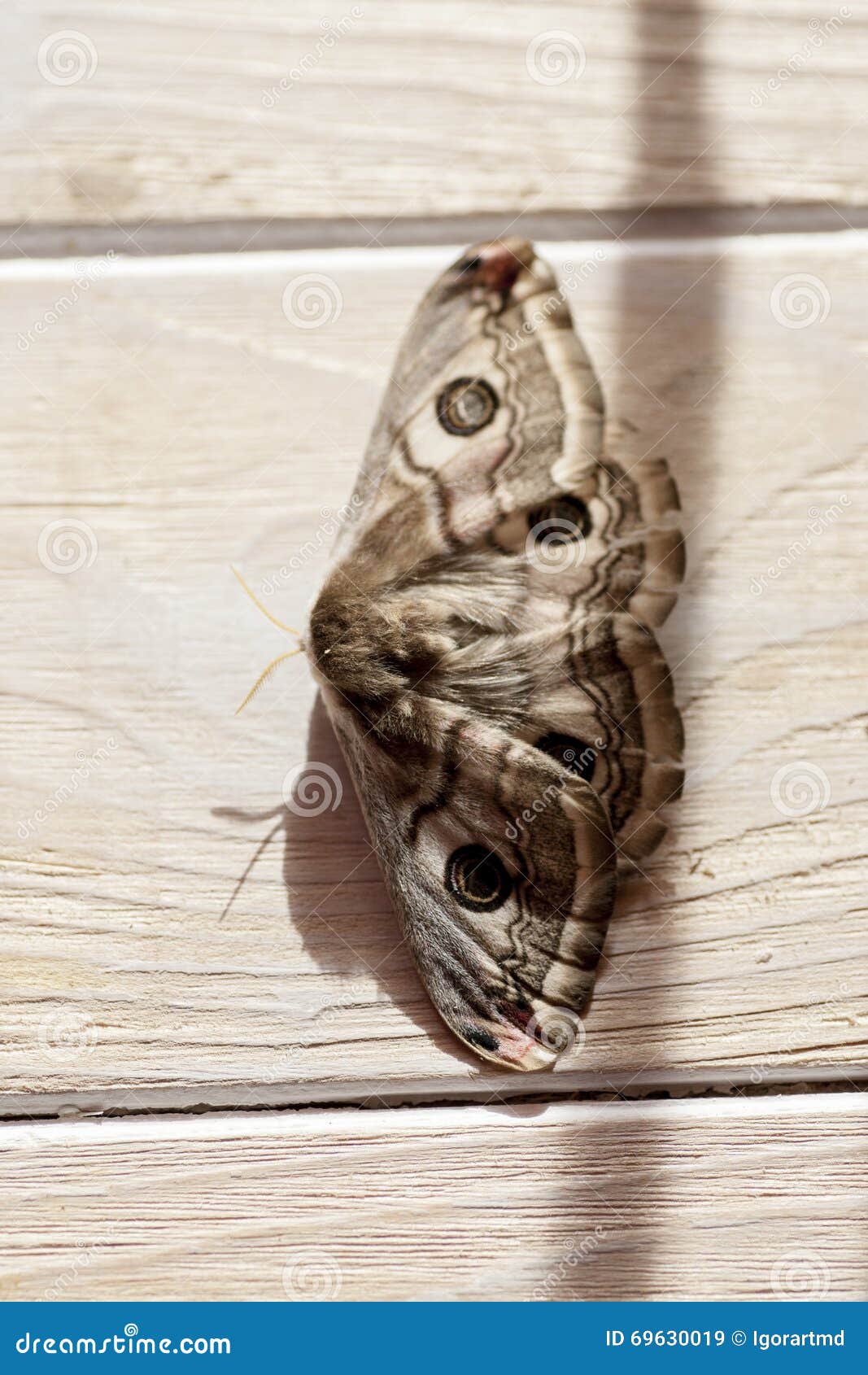 Buterfly stock image. Image of entomology, lake, white - 69630019