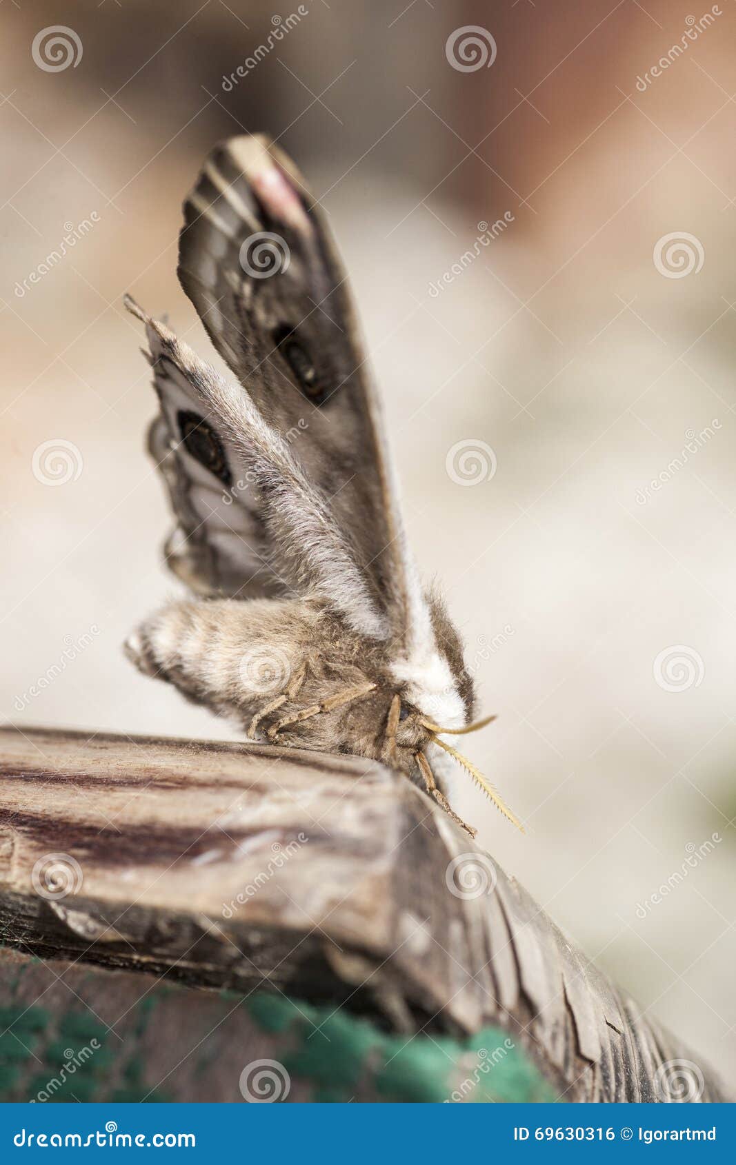Buterfly stock photo. Image of butterflies, nature, pauls - 69630316