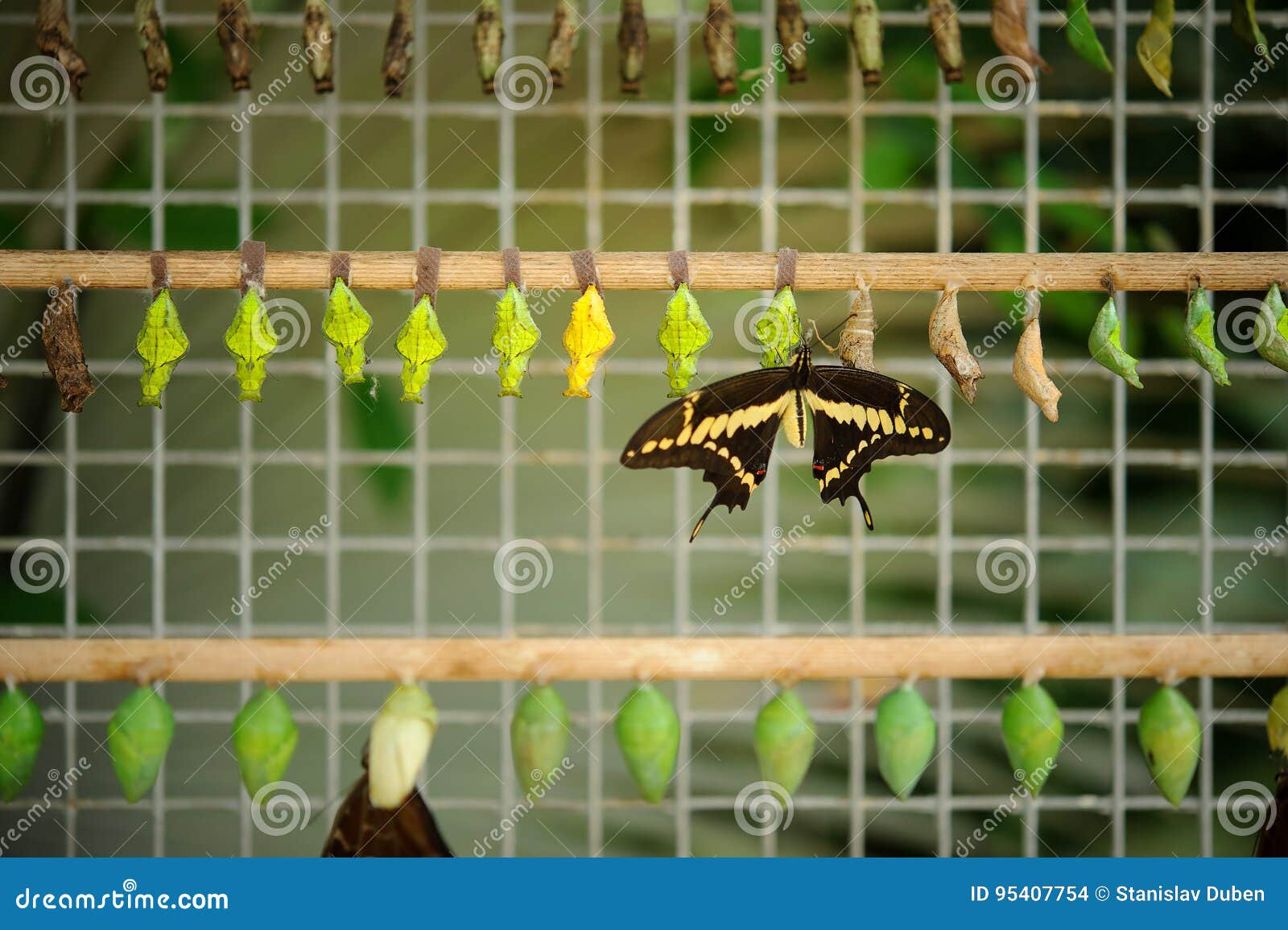 Buterfly Life Cycle Stock Photos - Free & Royalty-Free Stock Photos ...