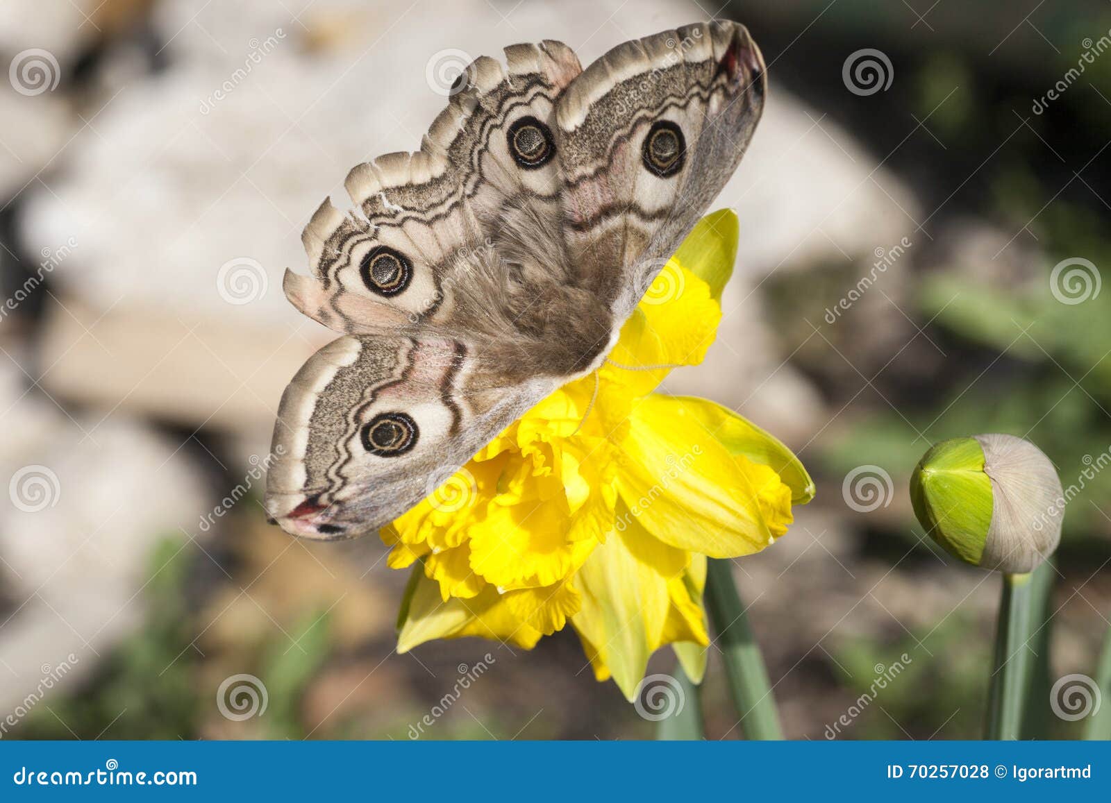 Buterfly stock photo. Image of attractive, beauty, sunflower - 70257028