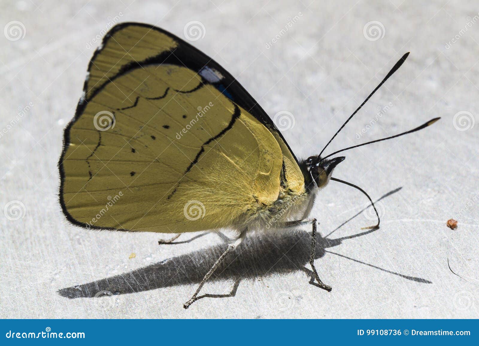 Buterfly stock photo. Image of buterfly, insect, colorfull - 99108736