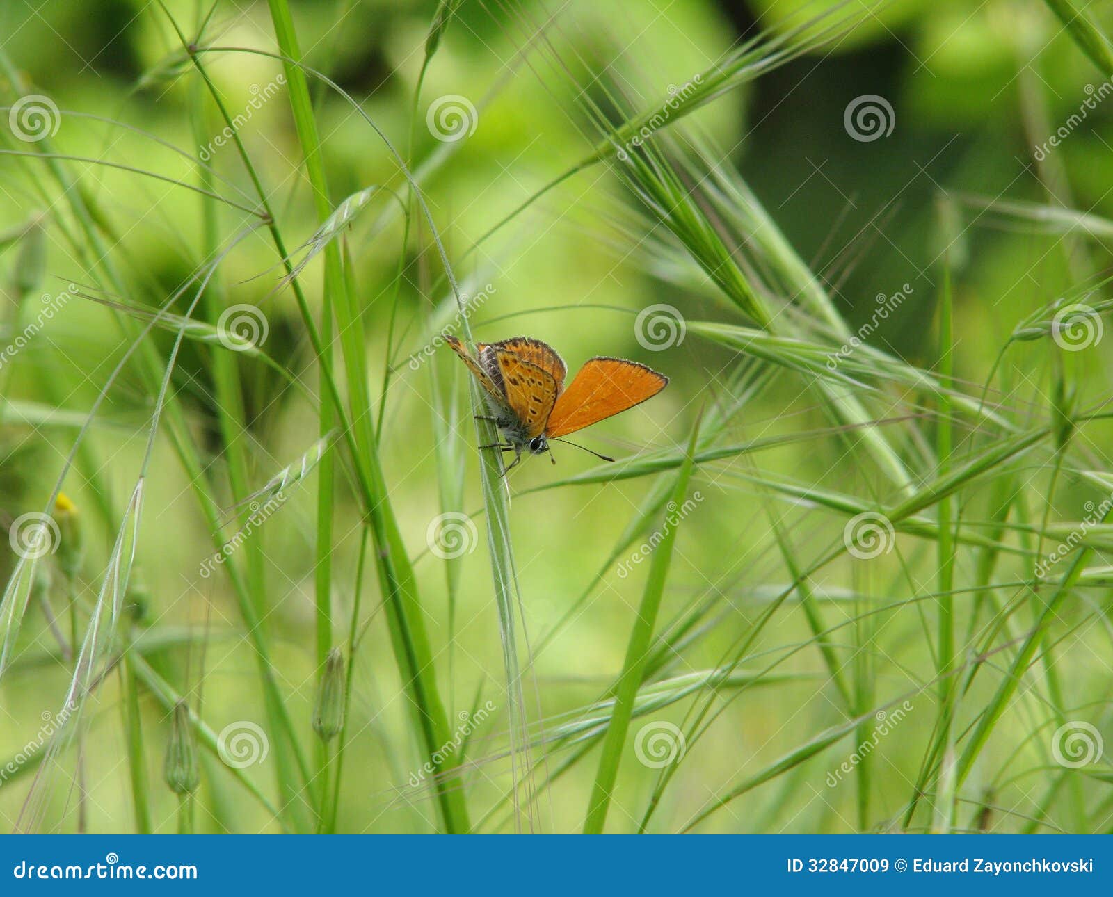 Buterfly in garden stock image. Image of fragility, colors - 32847009