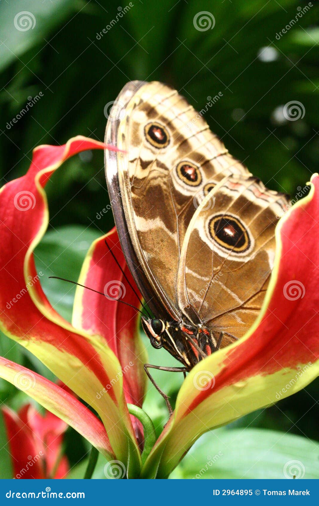 Buterfly III. stock image. Image of butterflies, animal - 2964895