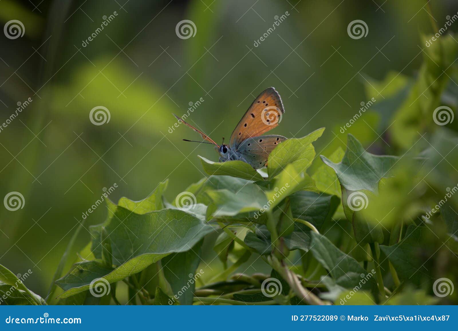 Buterfly stock image. Image of arthropod, wildlife, pollinator - 277522089