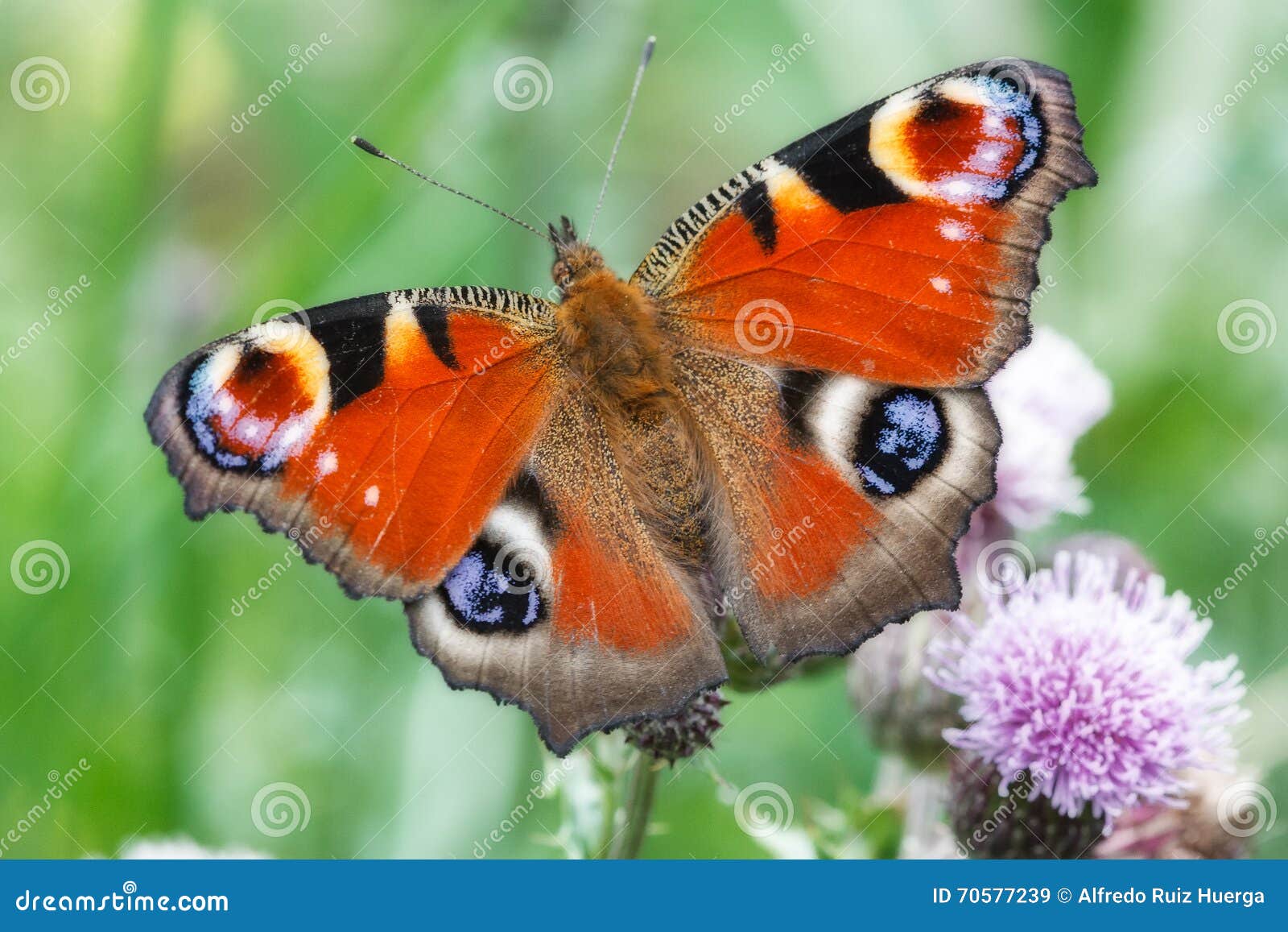 Buterfly stock image. Image of insect, green, butterfly - 70577239