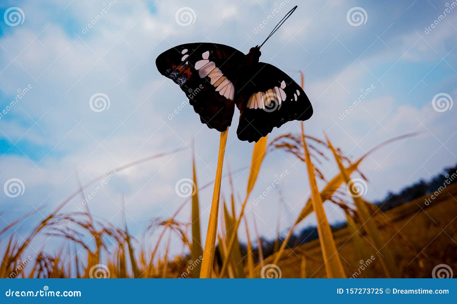 Buterfly stock image. Image of butterflies, barfly, selfie - 157273725