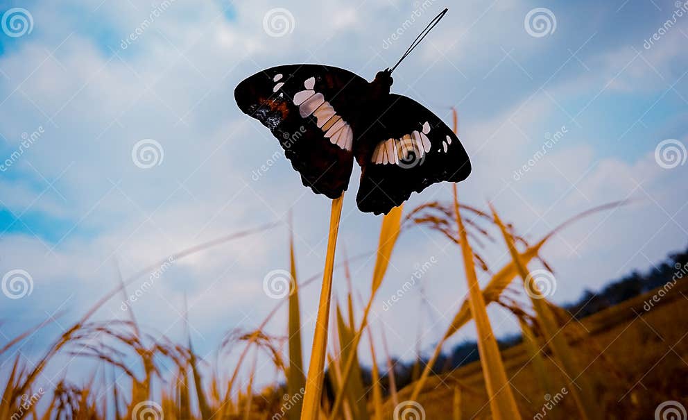 Buterfly stock image. Image of butterflies, barfly, selfie - 157273725