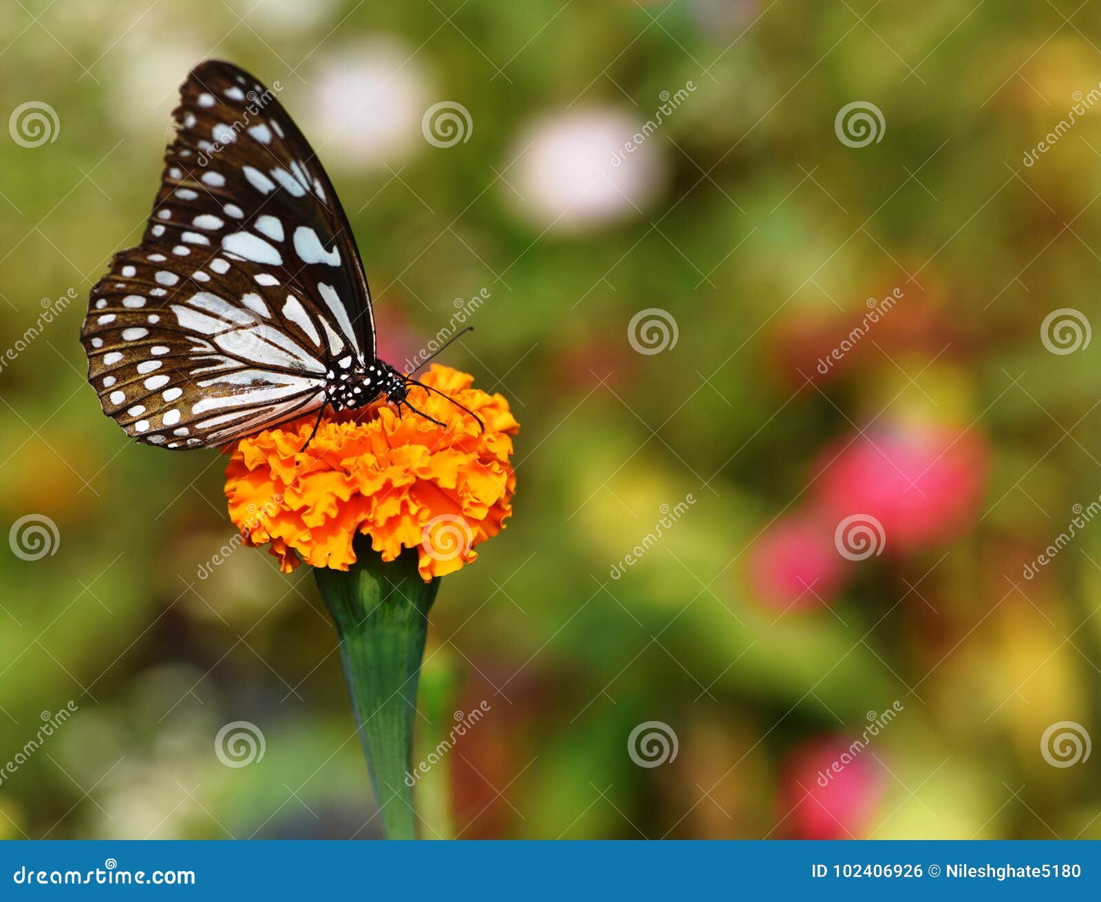 Nice butterfly stock photo. Image of nice, search, nectar - 102406926