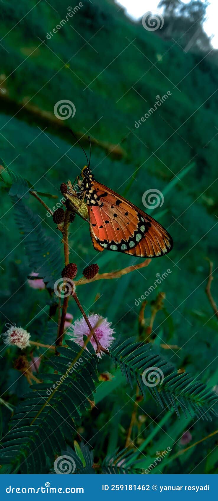 Buterfly on top flower stock photo. Image of orange - 259181462