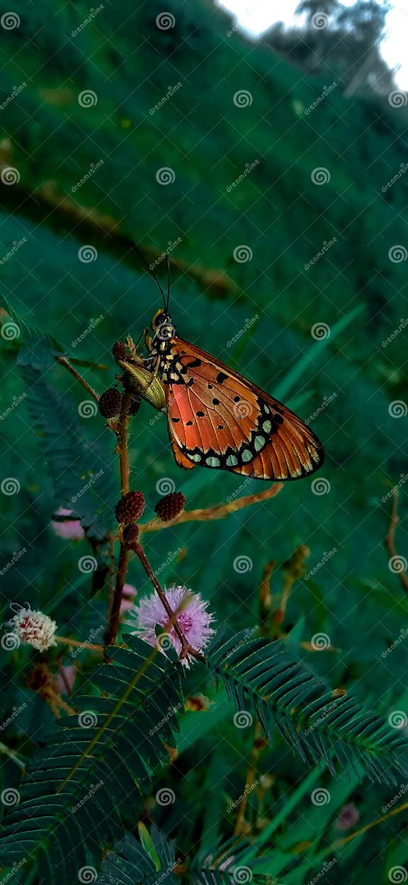 Buterfly on top flower stock photo. Image of orange - 259181462