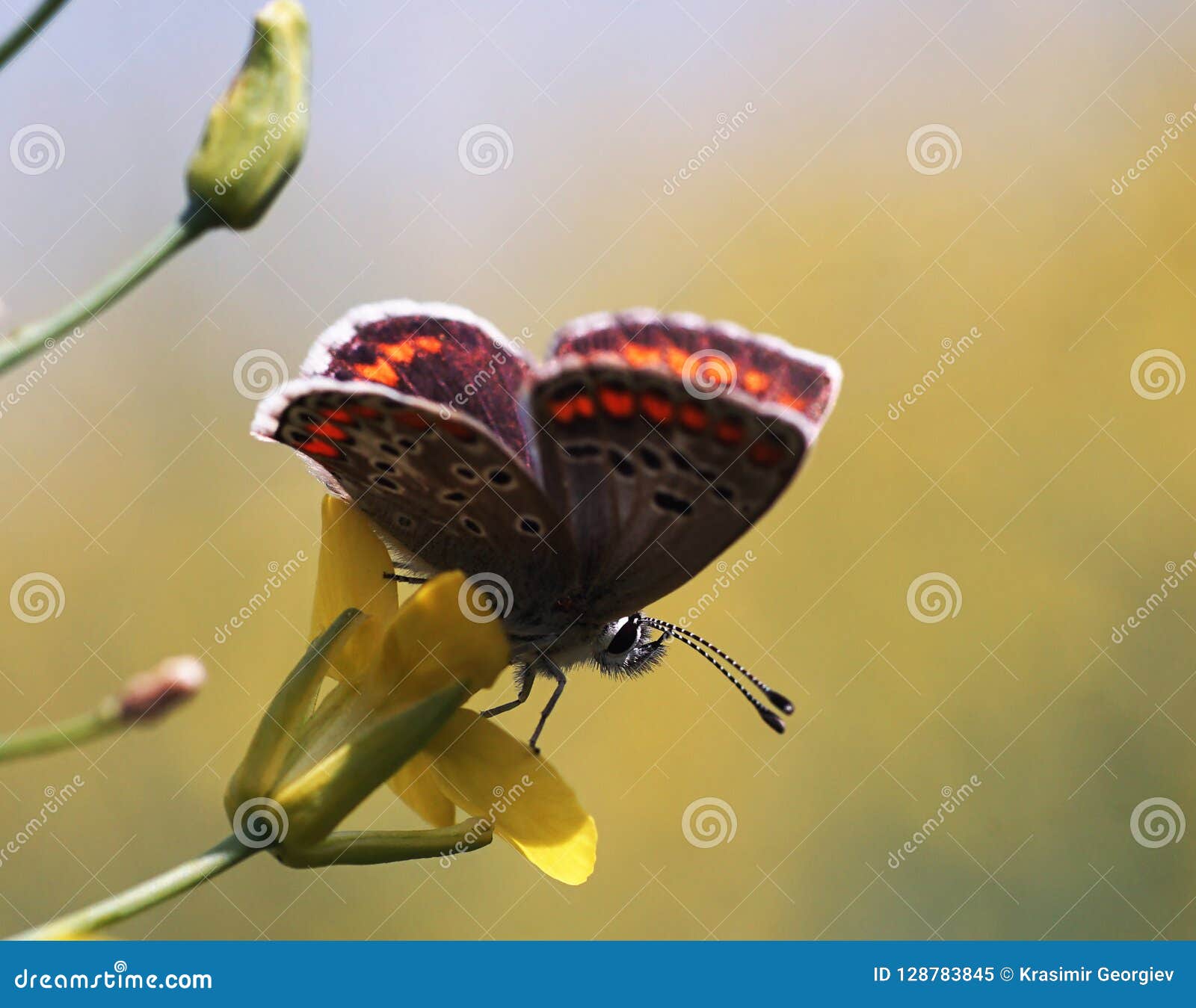 Buterfly Morning Photos - Free & Royalty-Free Stock Photos from Dreamstime
