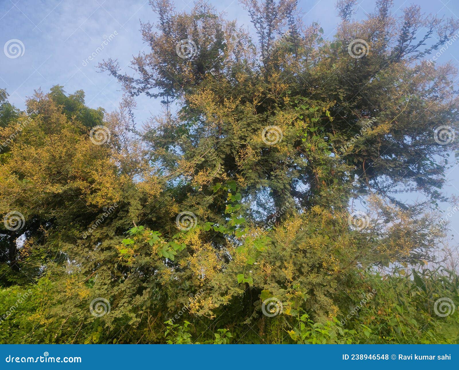 Butiful Tree with Many Leaves Stock Photo - Image of flower, green ...