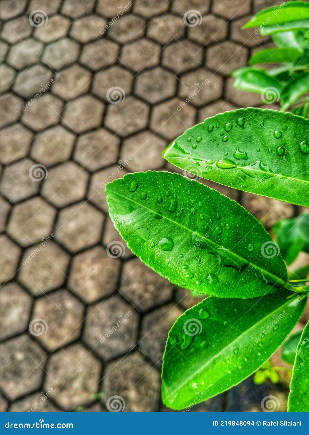 Butiran Air Stock Photos - Free & Royalty-Free Stock Photos from Dreamstime