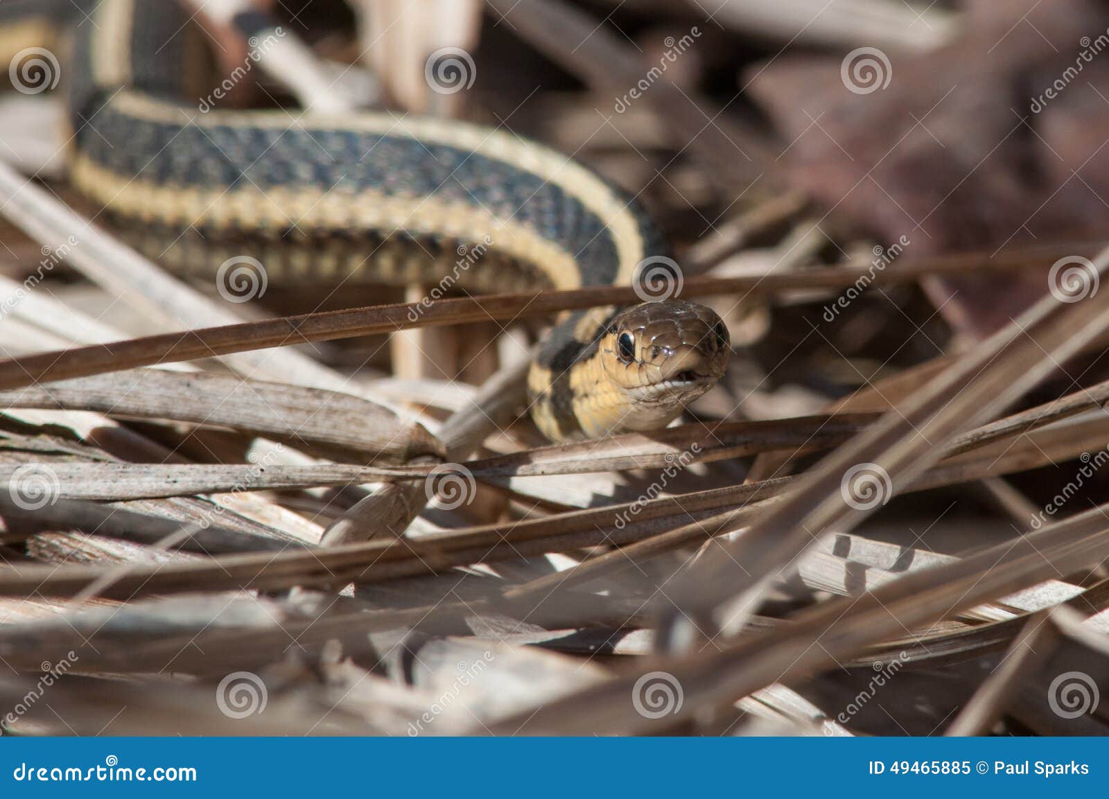 Butler s Garter Snake stock image. Image of garter, reptile - 49465885