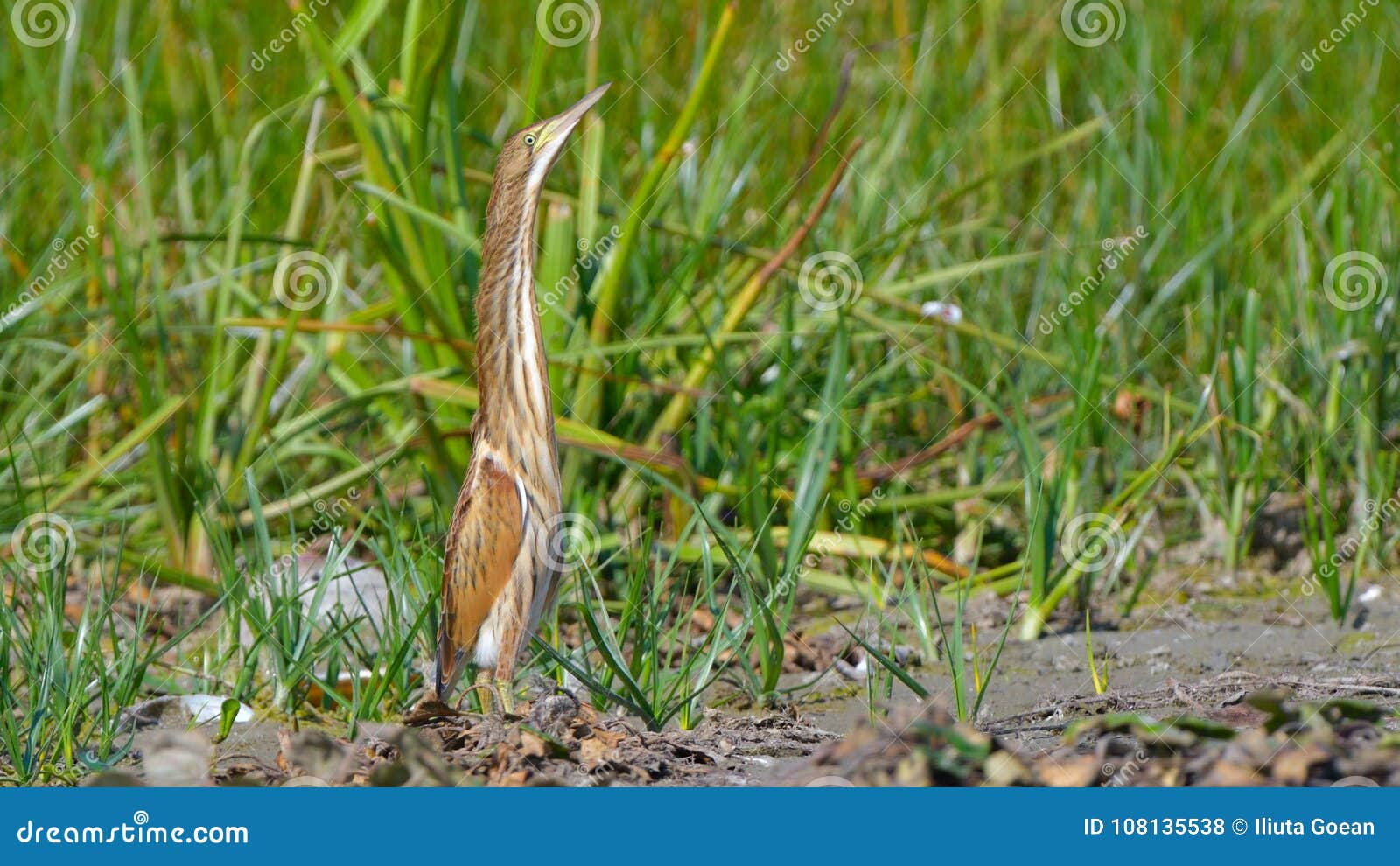 Butor étoilé Eurasien Et X28 ; Stellaris& X29 De Botaurus ; Photo stock ...