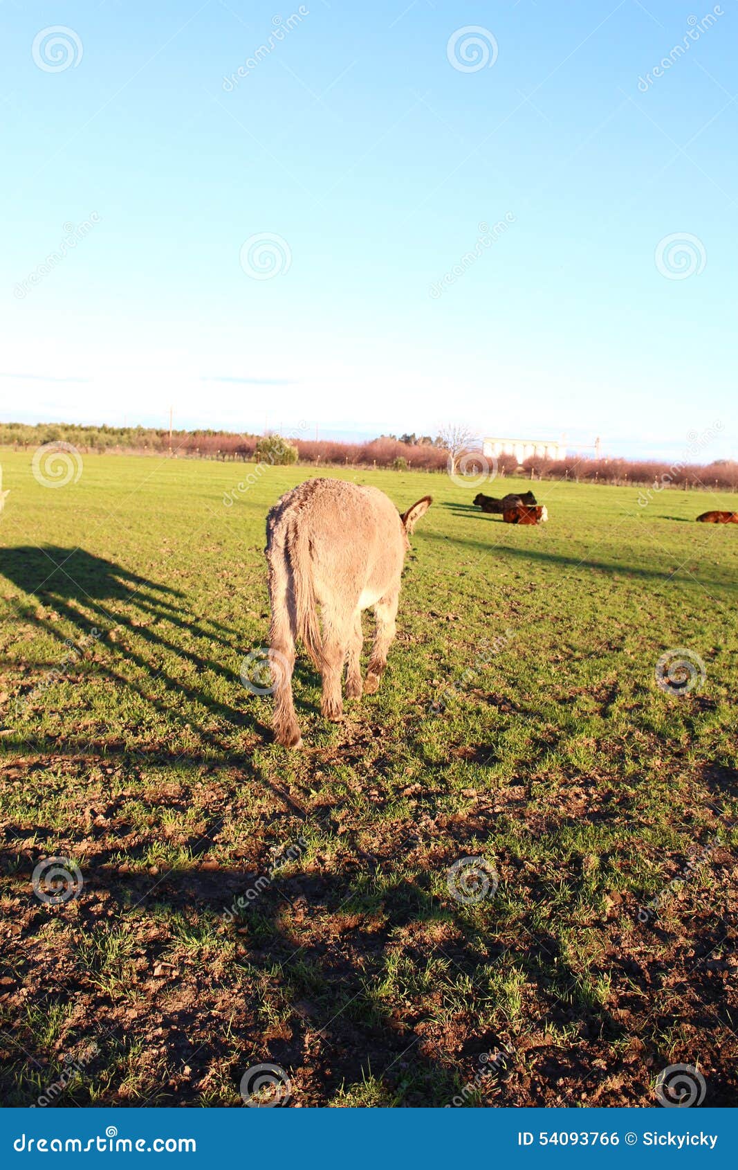 The stock photo. Image of facing, backside, camera, donkey - 54093766