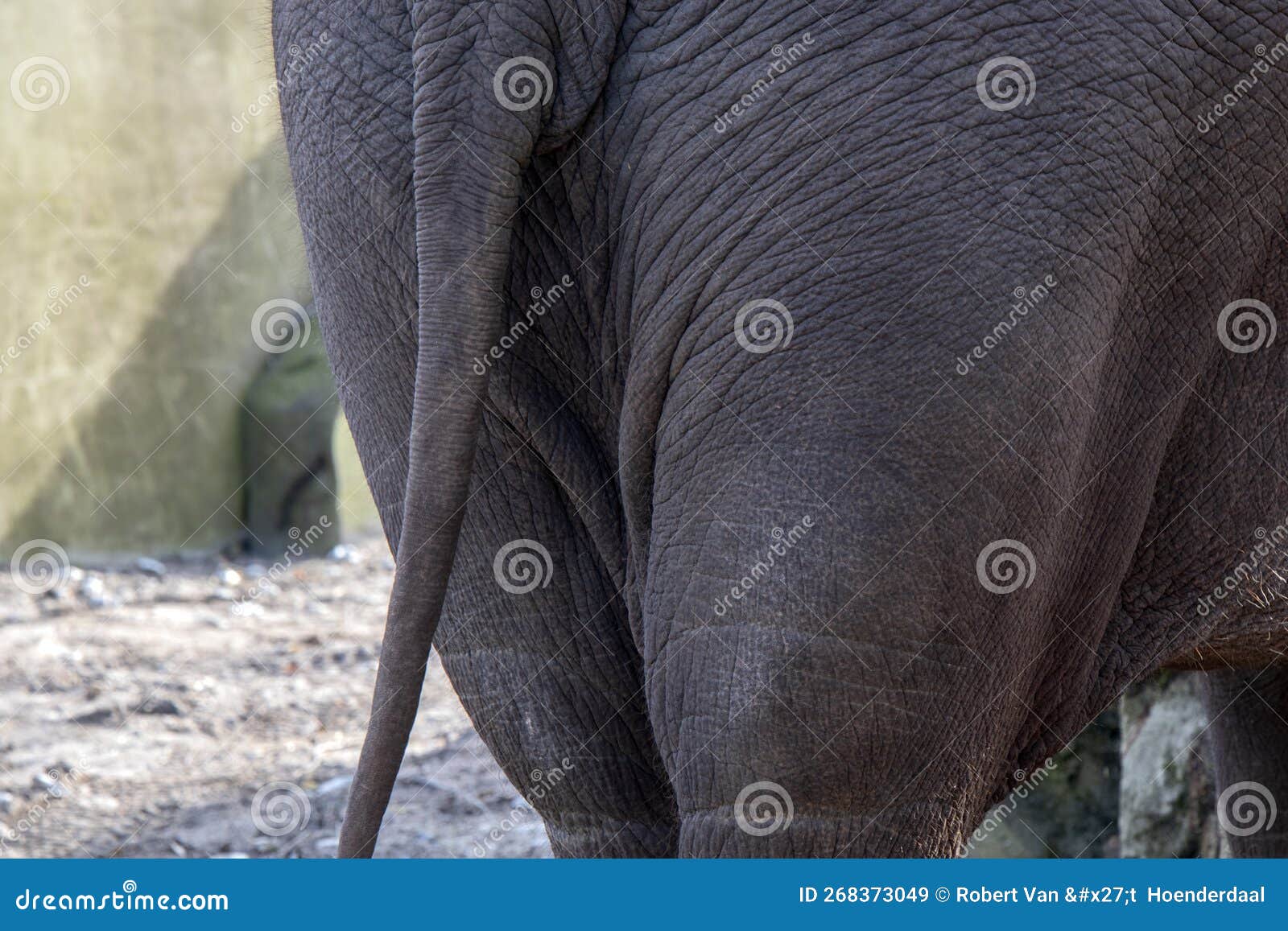 The of an Elephant at Amsterdam the Netherlands 8-11-2022 Stock Image ...