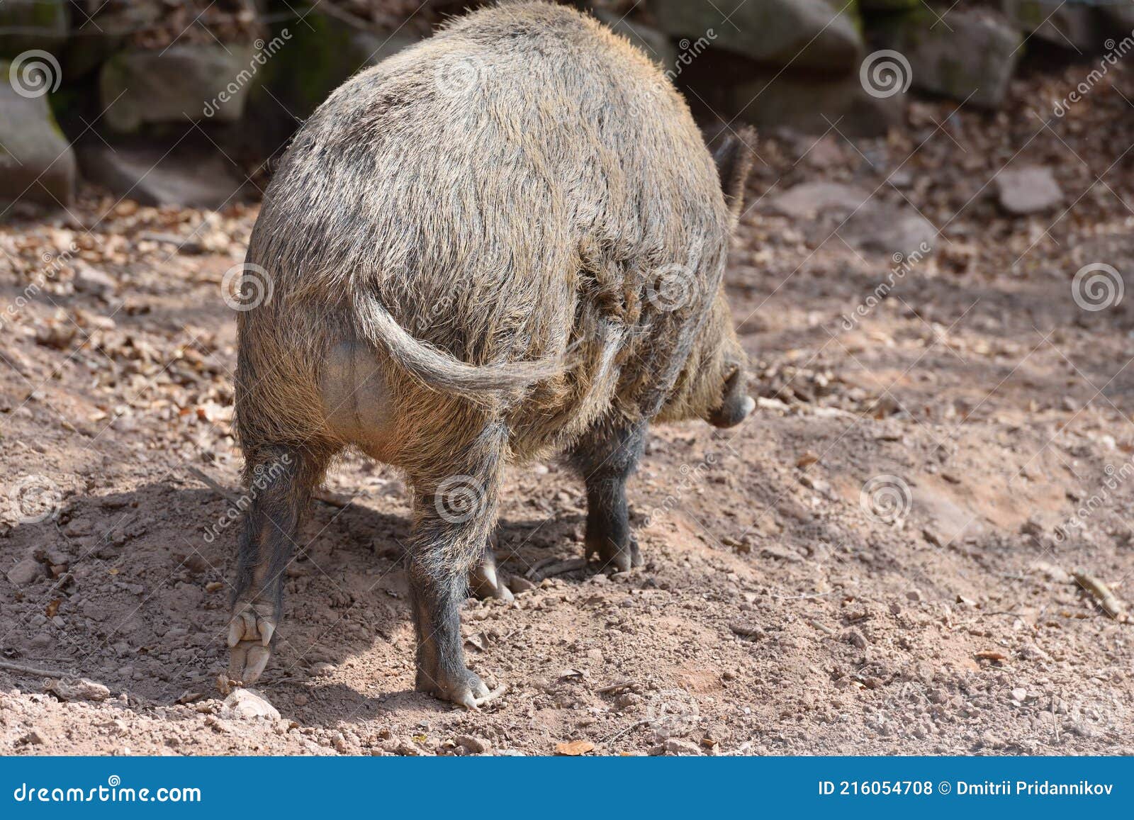 Butt, Tail and Legs of a Large Wild Boar Closeup Stock Photo - Image of ...