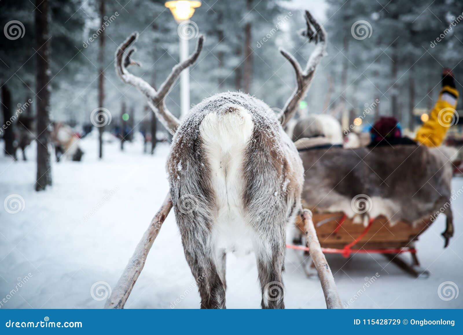 Of a Reindeer Pulling a Sled Stock Image - Image of travel, nordic ...