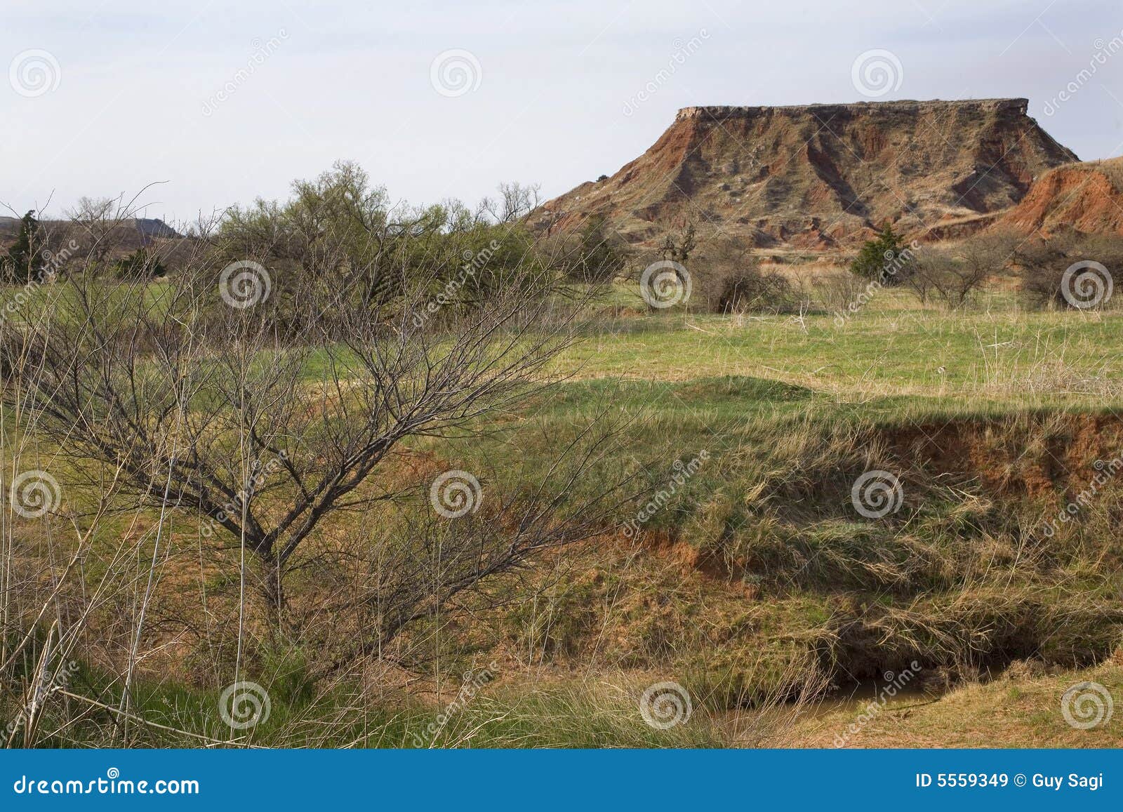 Butte stock image. Image of mesa, cattle, ranching, ranch - 5559349