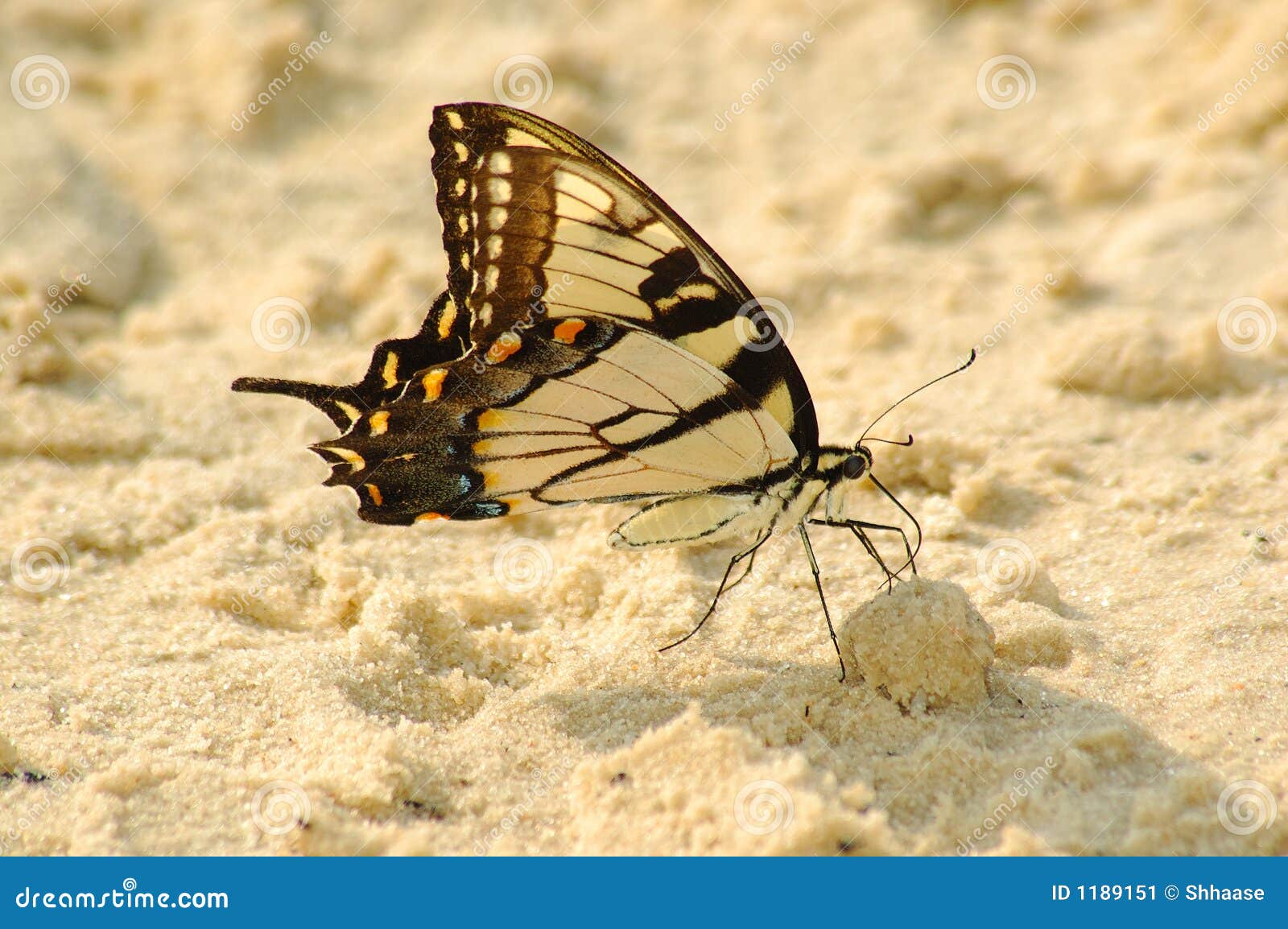 Buttefly at the beach stock image. Image of pattern, colorful - 1189151