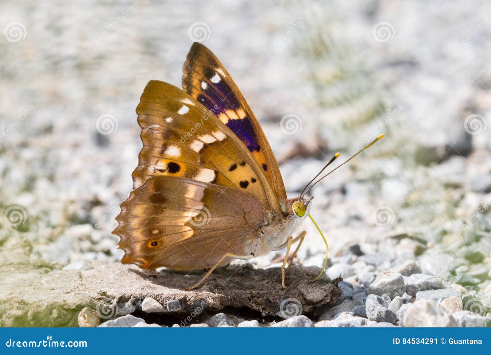 Buttefly close up stock image. Image of majestic, animal - 84534291