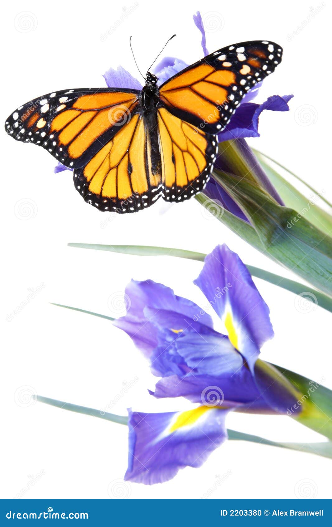 Buttefly on flowers stock photo. Image of growth, insects - 2203380