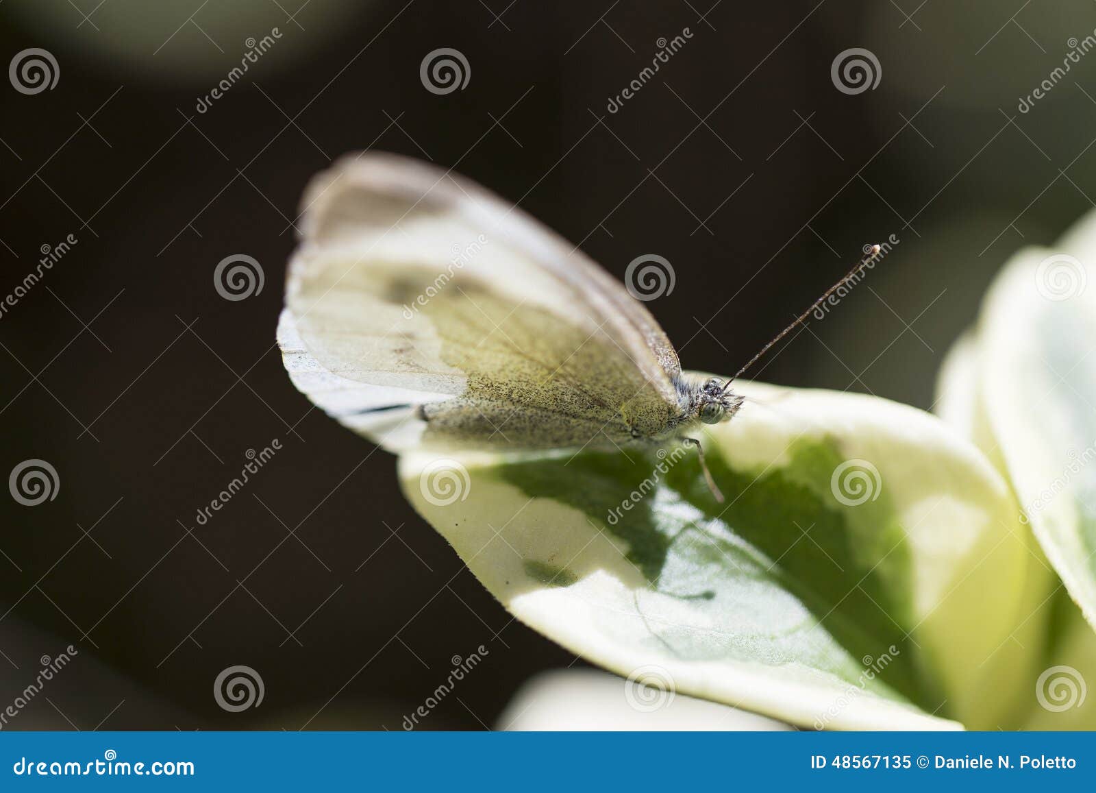 Buttefly on a leaf stock image. Image of farfalla, giorno - 48567135