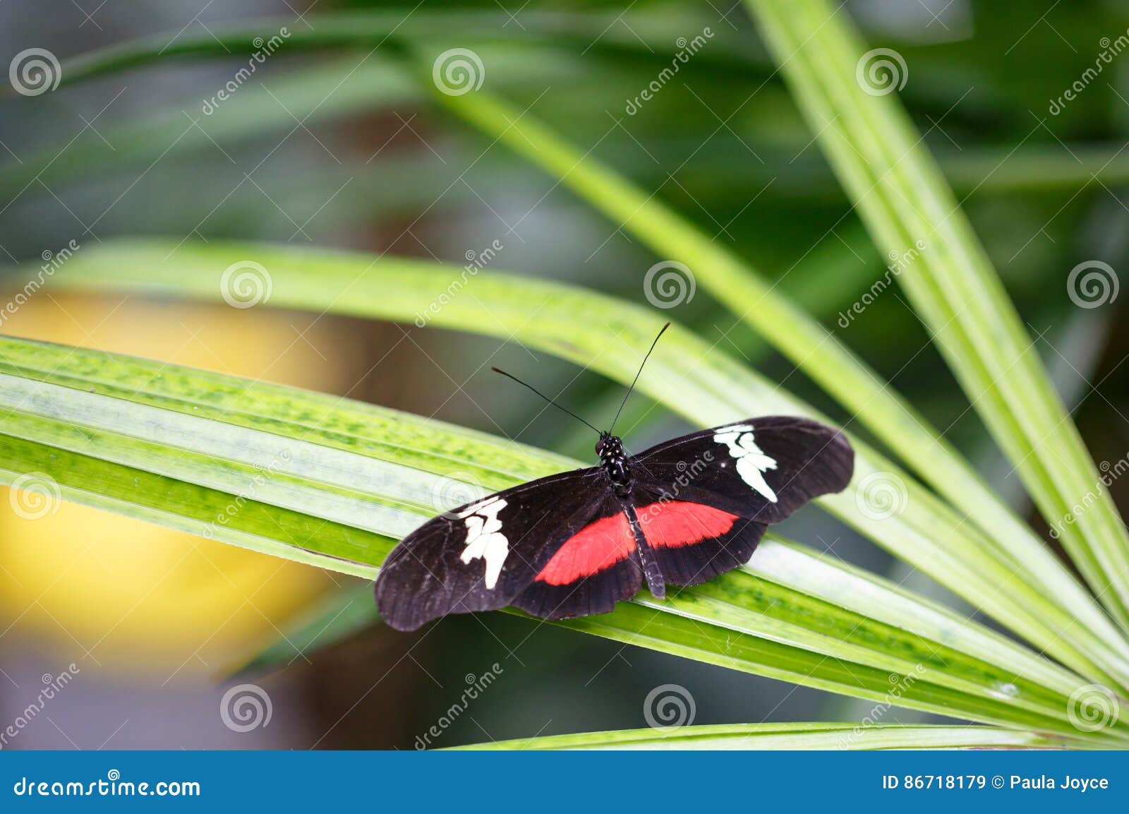 Buttefly Resting on a Long Green Leaf with Wings Expanded Stock Image ...